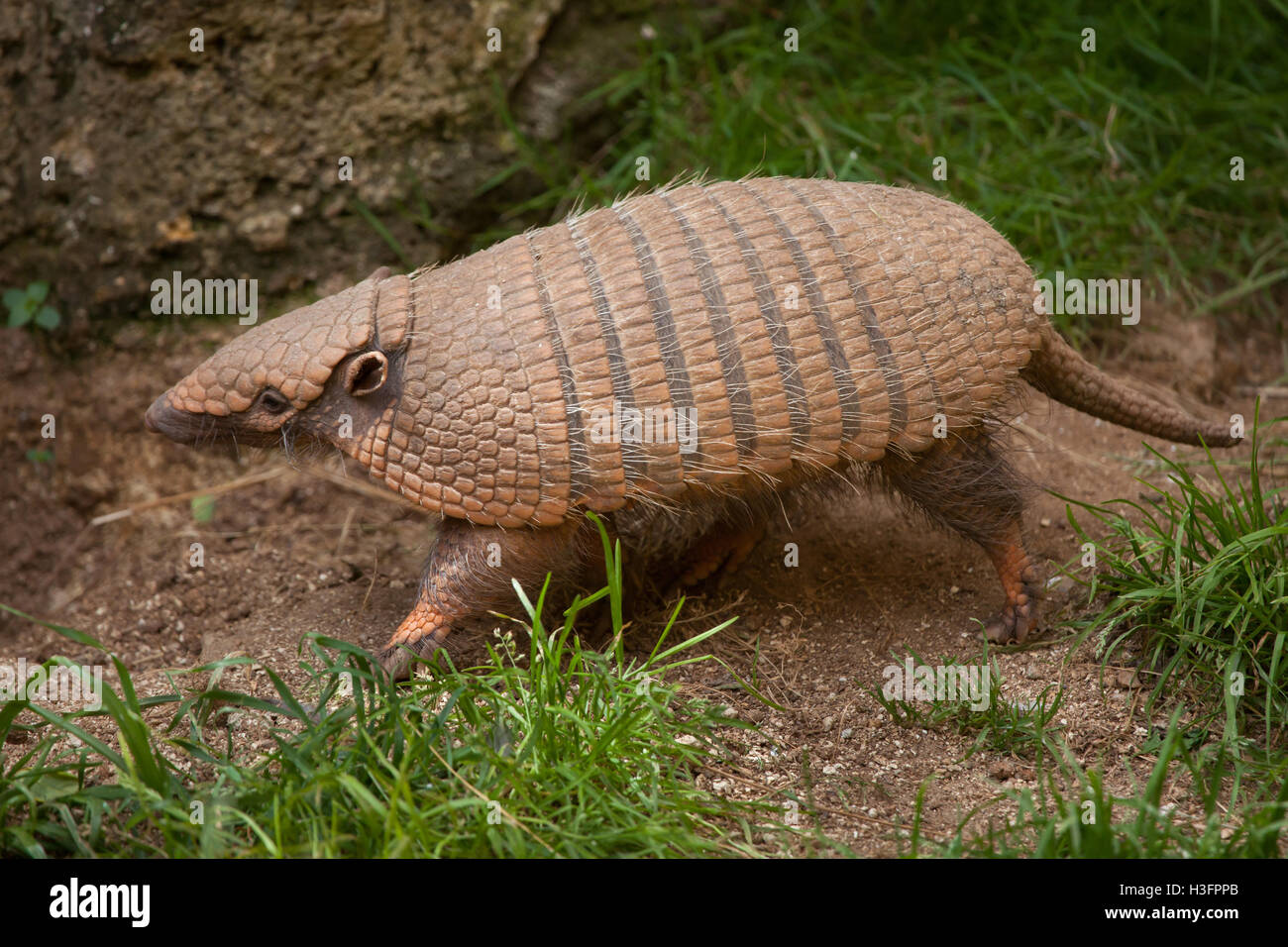 Six-banded armadillo (Euphractus sexcinctus), also known as the yellow ...