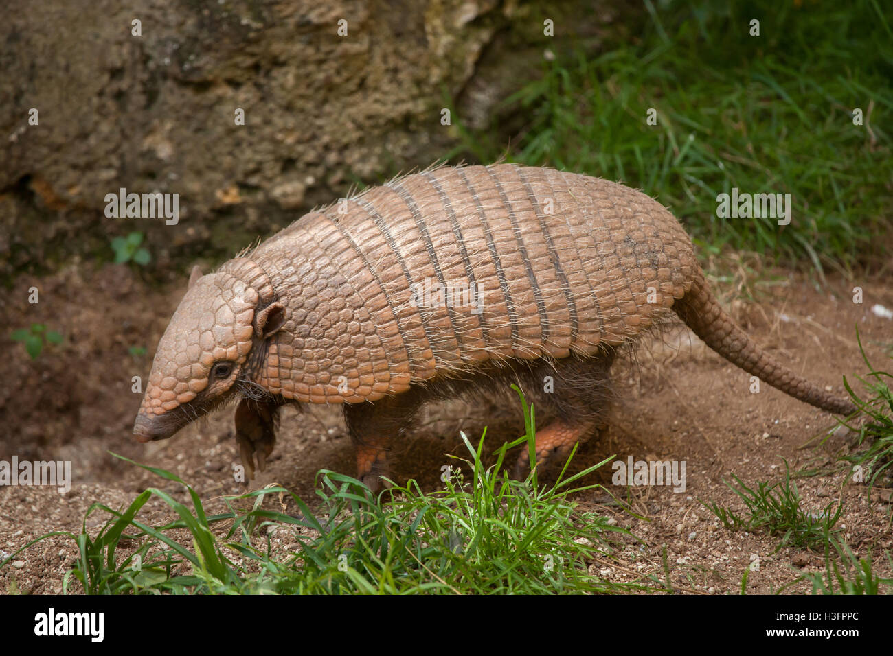 Brazil Armadillos High Resolution Stock Photography and Images - Alamy