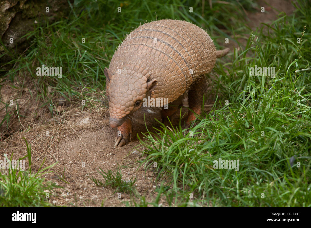 Six banded armadillos hi-res stock photography and images - Alamy