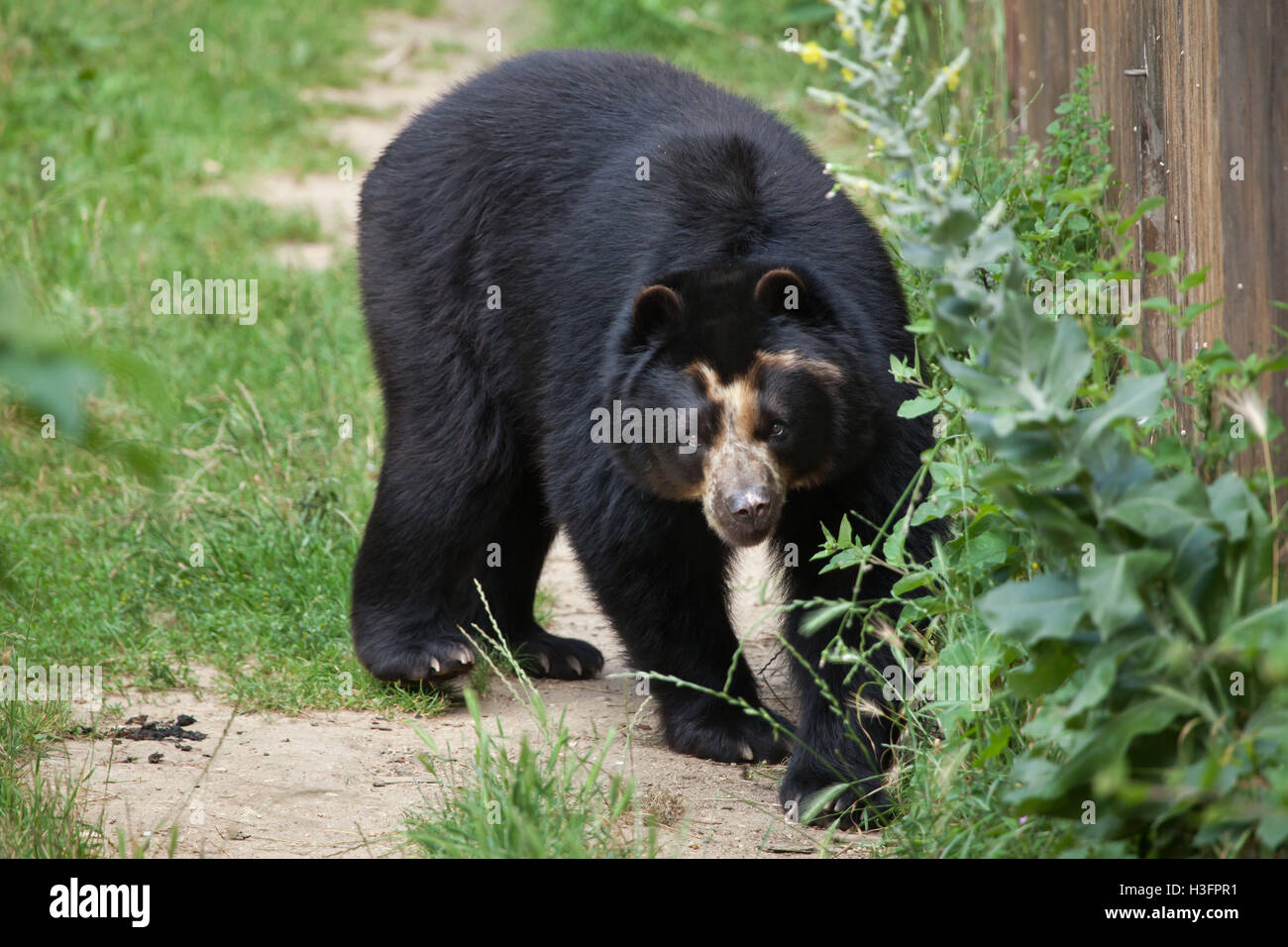 Spectacled bear peru hi-res stock photography and images - Alamy