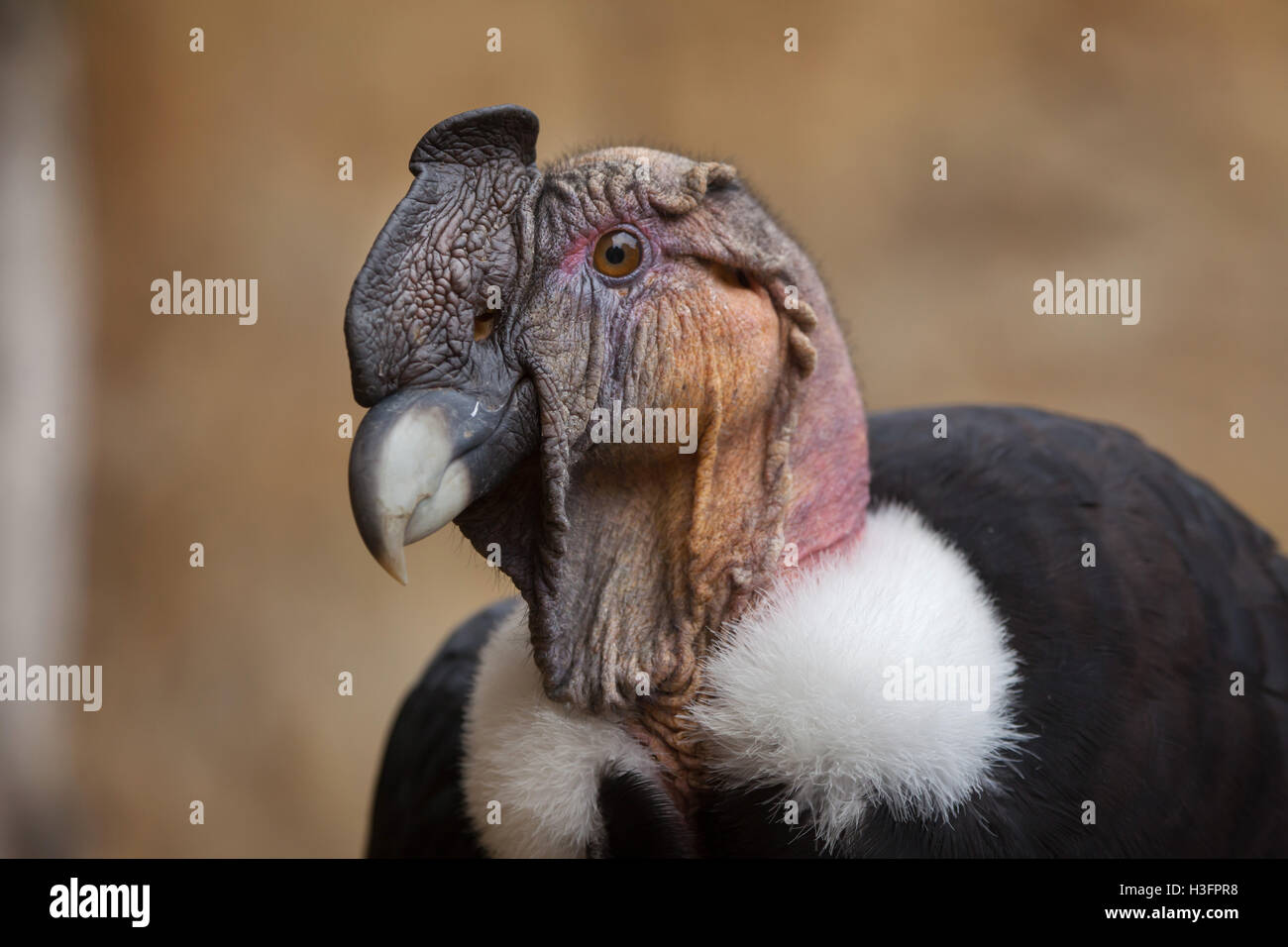 Andean condor (Vultur gryphus). Wildlife animal Stock Photo - Alamy