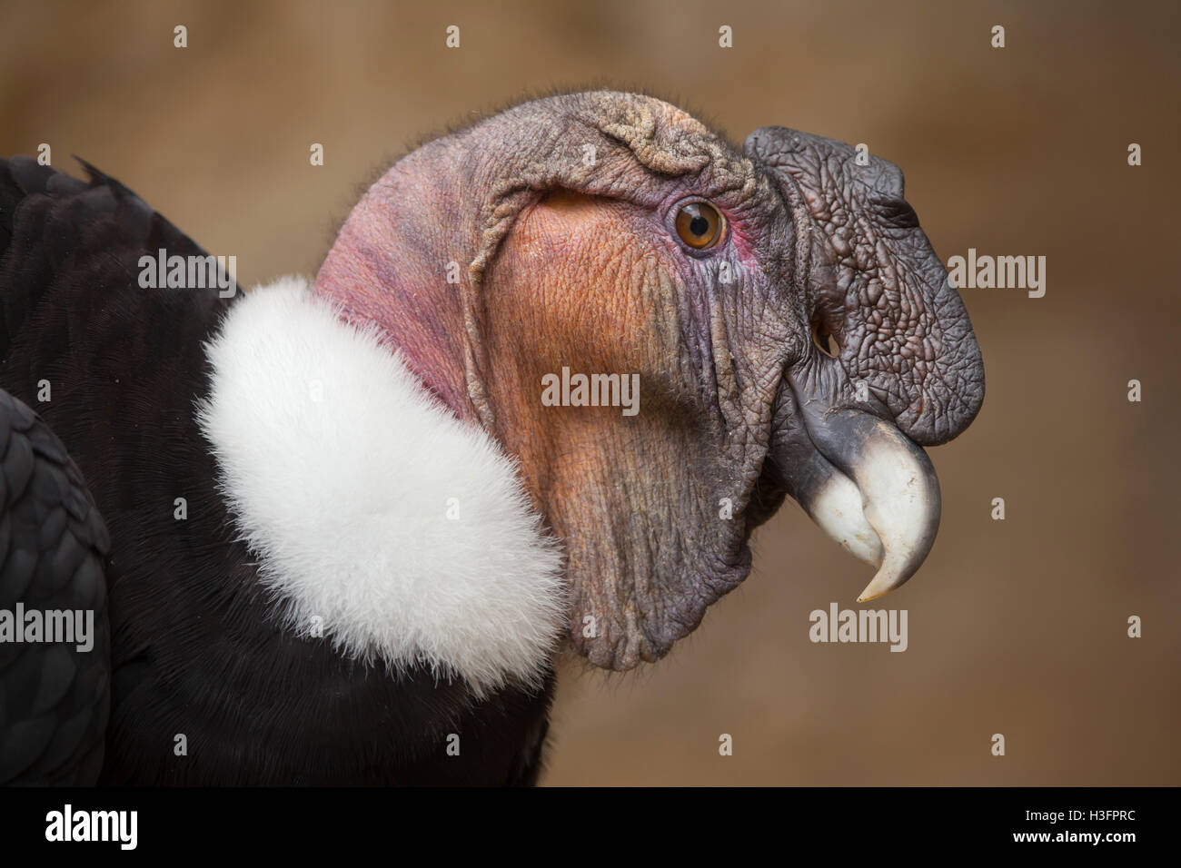 Aves del peru hi-res stock photography and images - Alamy