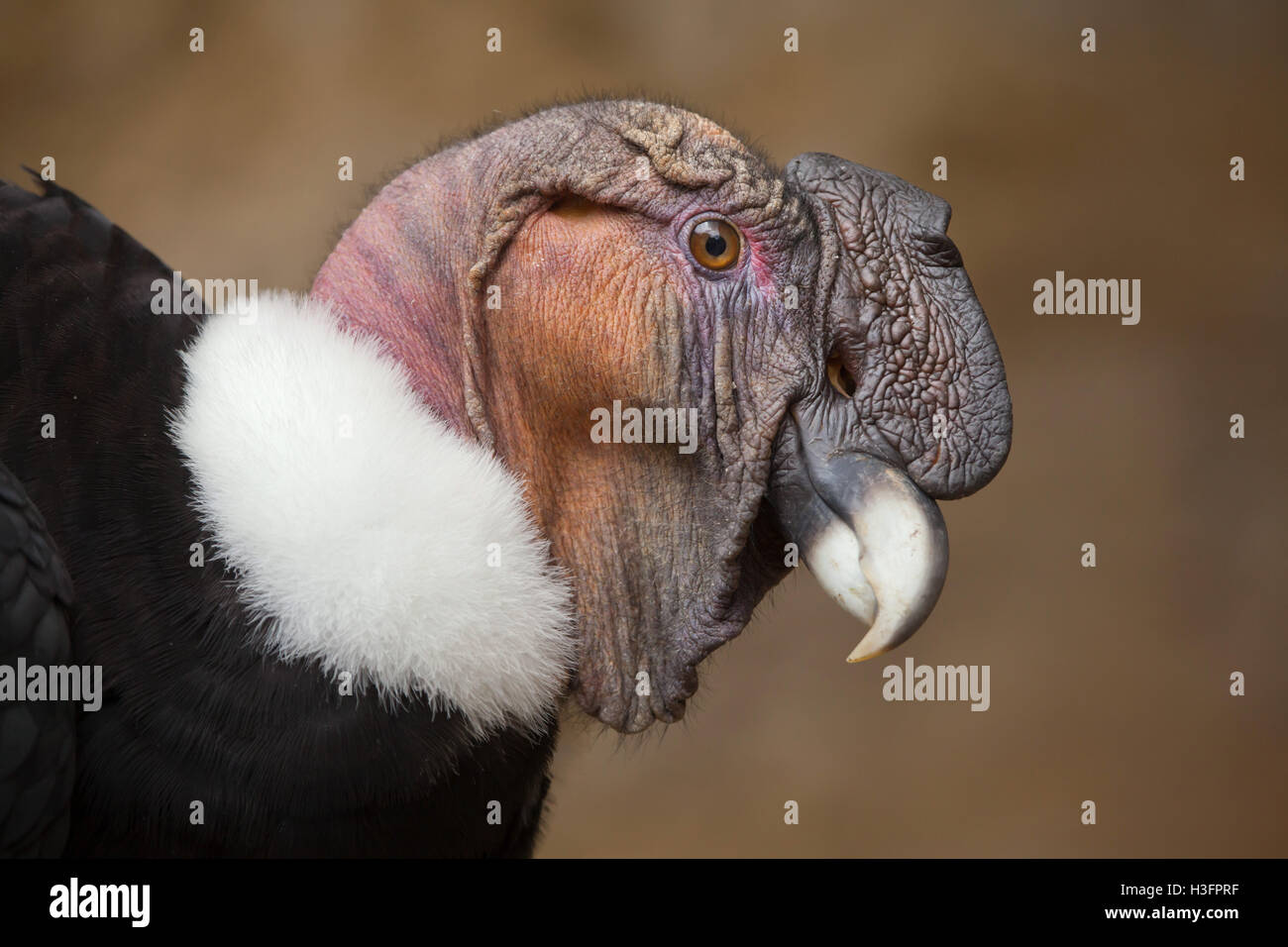 Andean condor (Vultur gryphus). Wildlife animal Stock Photo - Alamy