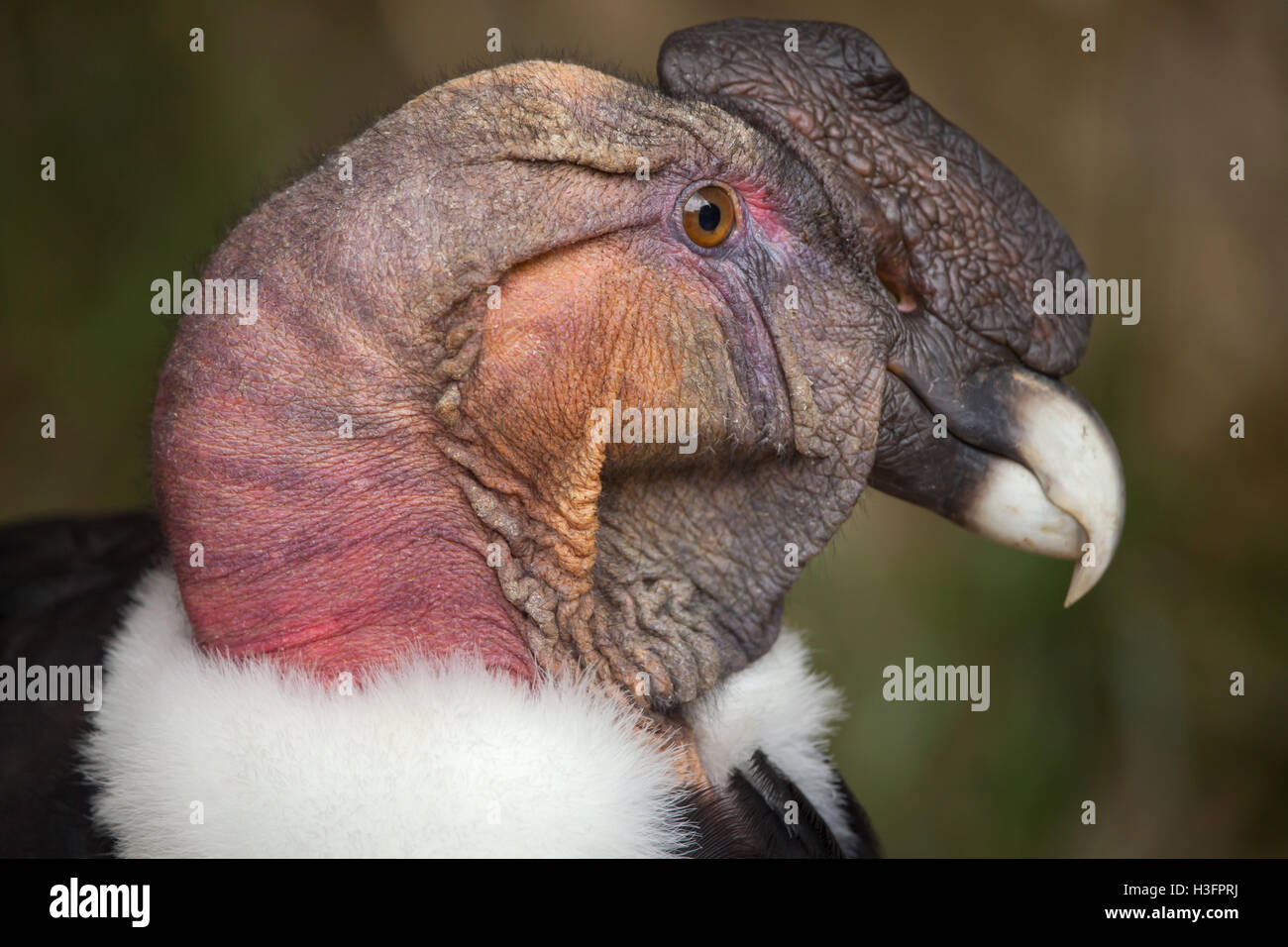 Andean condor (Vultur gryphus). Wildlife animal Stock Photo - Alamy