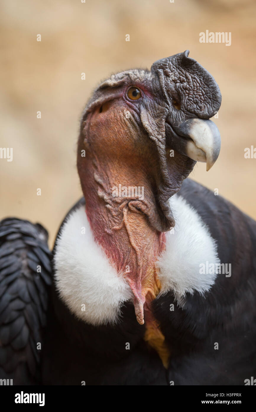 Aves del ecuador hi-res stock photography and images - Alamy