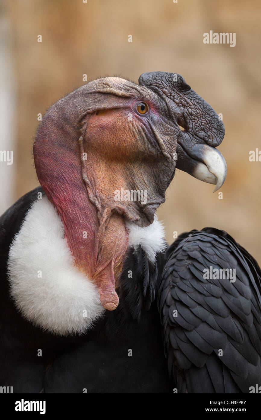 Vultur eagle hi-res stock photography and images - Alamy