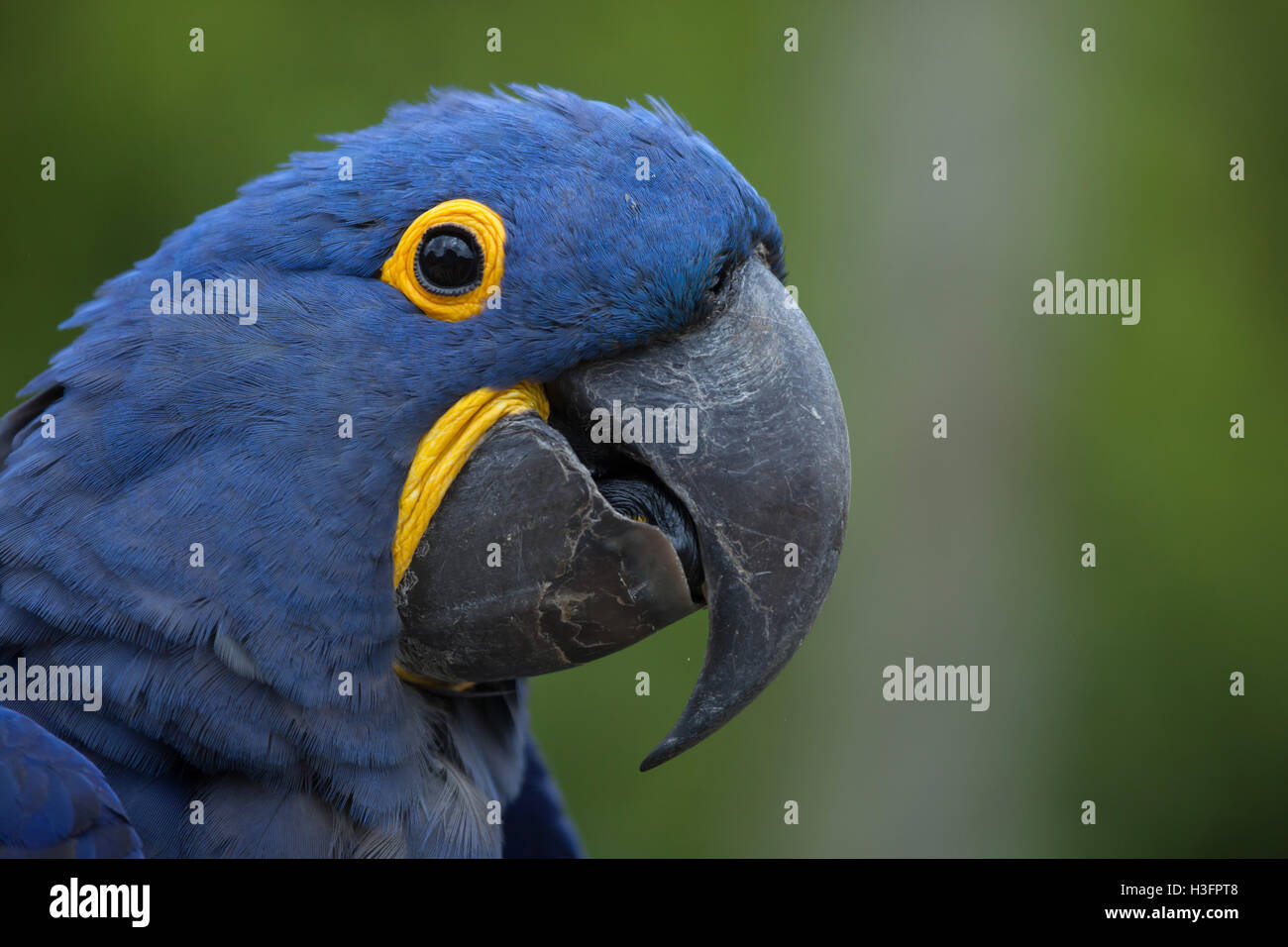 Hyacinth macaw (Anodorhynchus hyacinthinus). Wildlife animal Stock ...