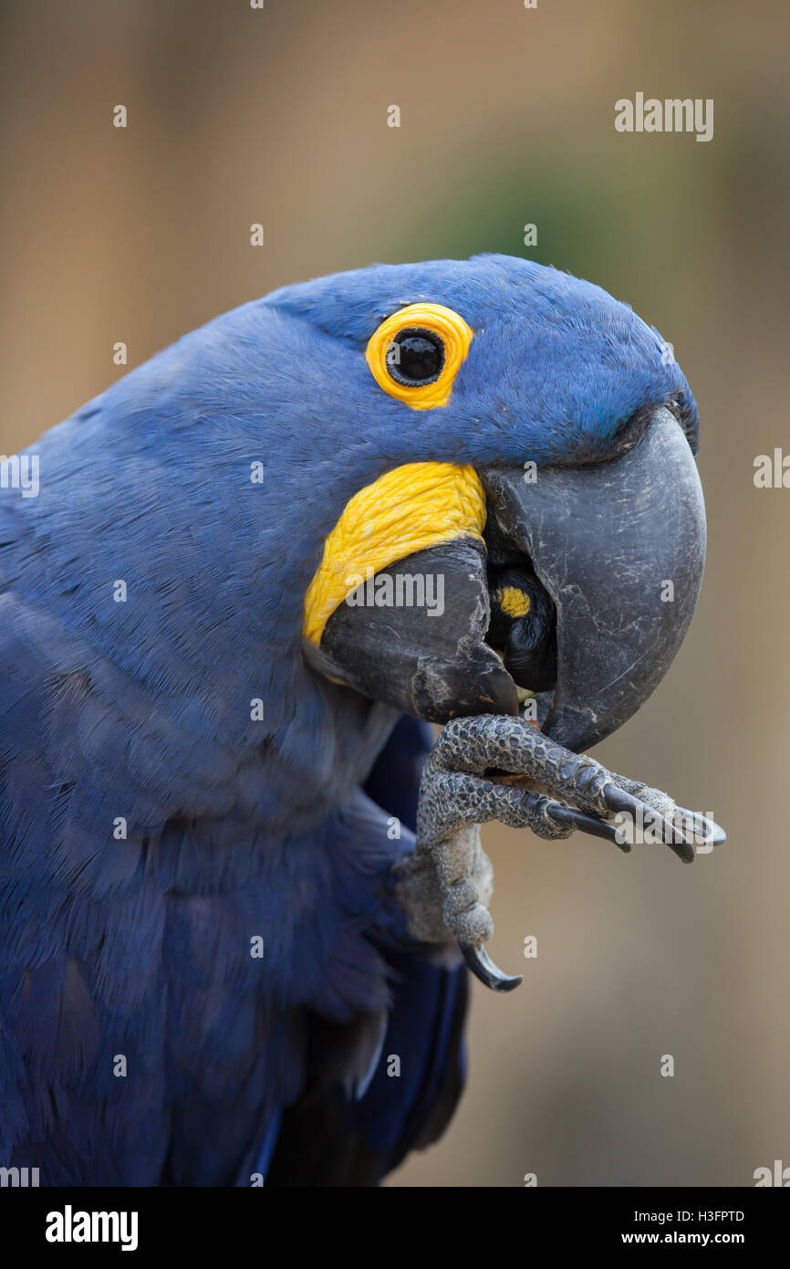 Hyacinth macaw (Anodorhynchus hyacinthinus). Wildlife animal Stock ...