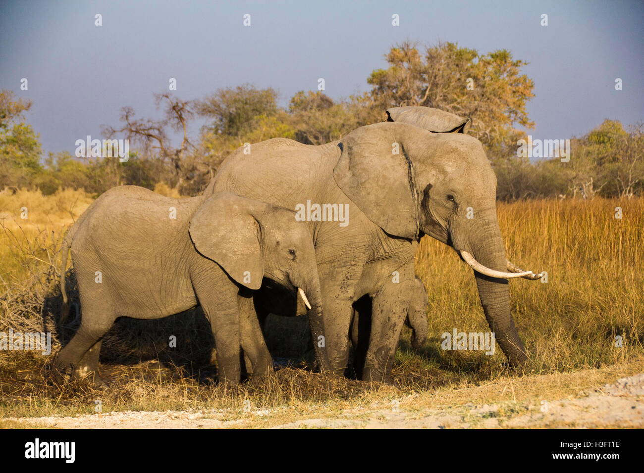 Elephants in yellow grass with a clear blue sky Stock Photo - Alamy