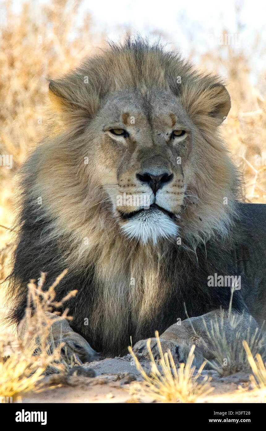 Beautiful male lion hi-res stock photography and images - Alamy