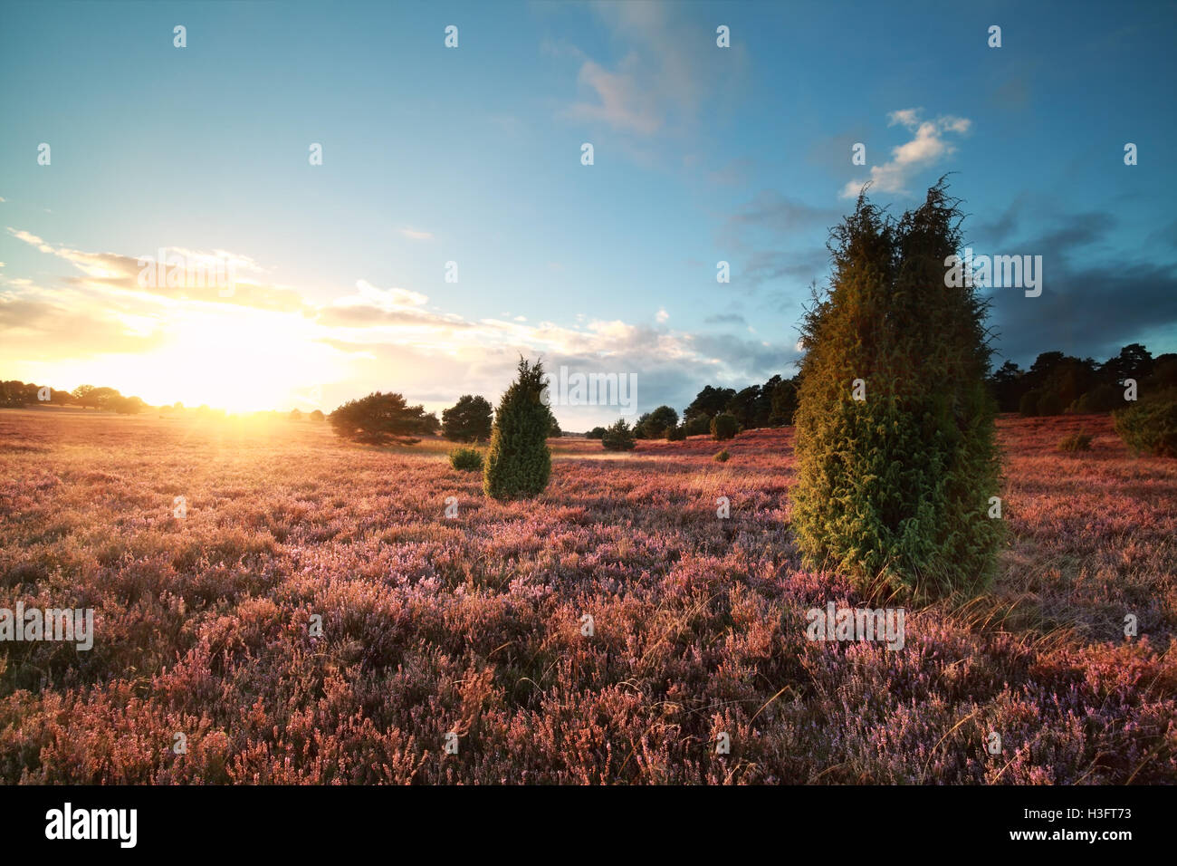 Juniper tree sunset hi-res stock photography and images - Alamy