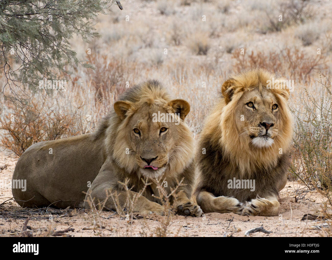 Two male lions Stock Photo - Alamy