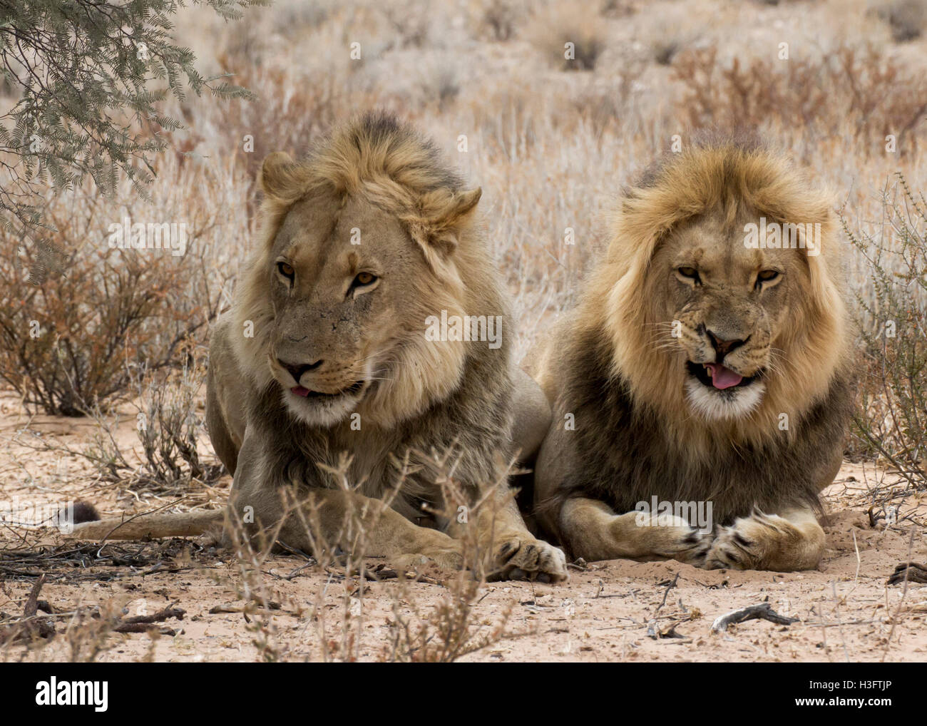 Two lion brothers Stock Photo - Alamy Two lion brothers Stock Photo - Alamy