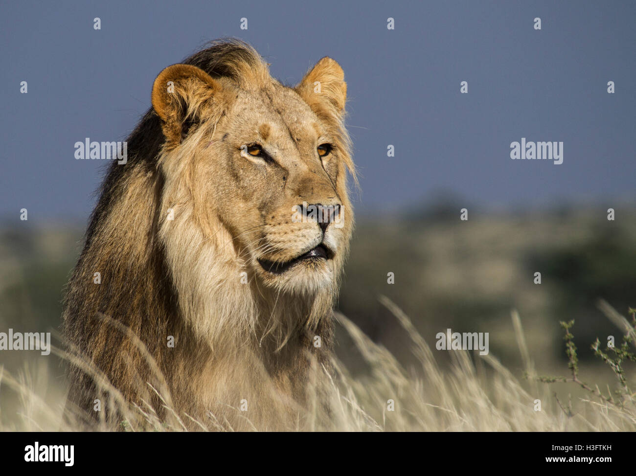 Majestic male lion isolated from blue background Stock Photo - Alamy