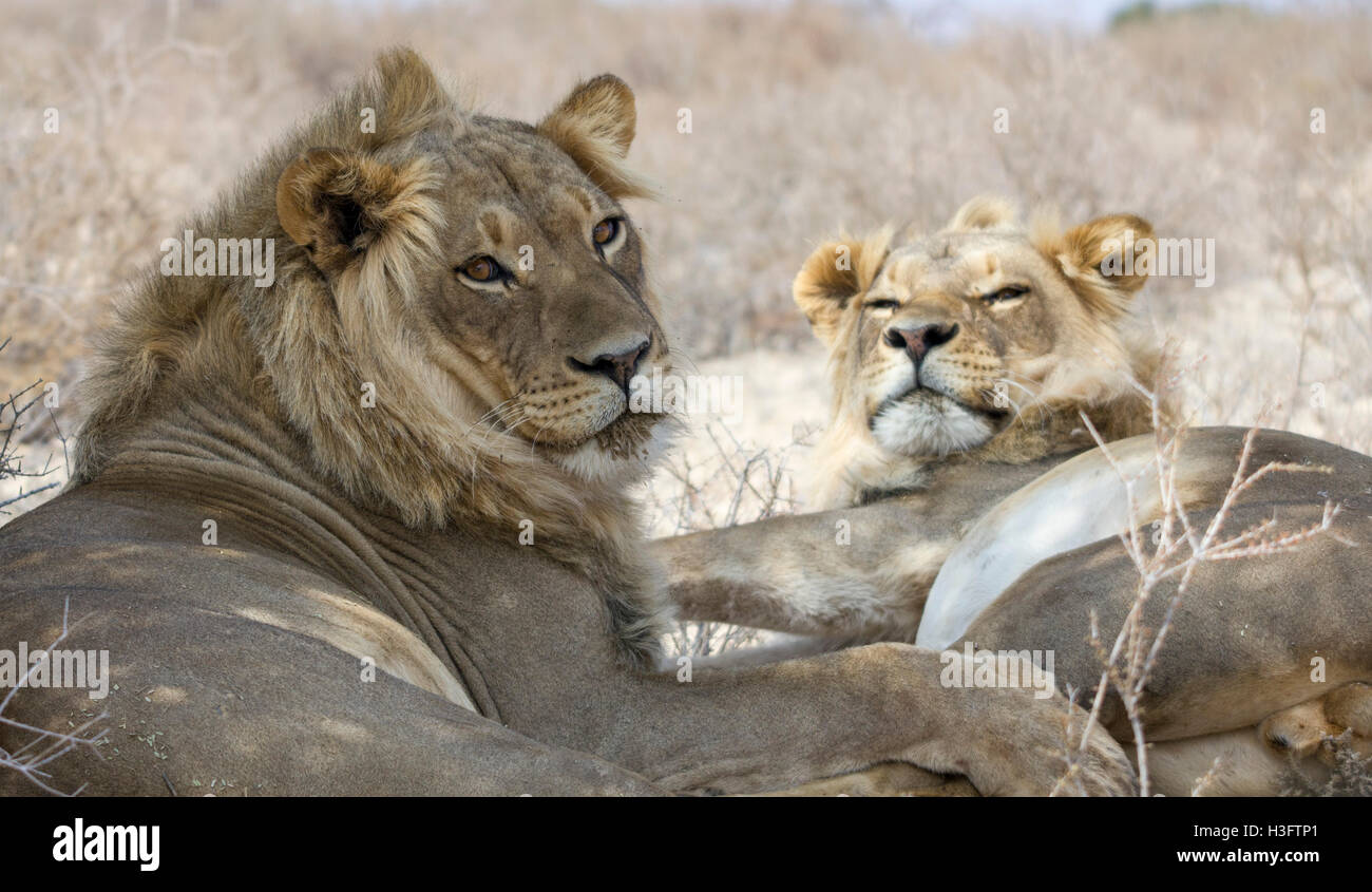 Two male lions hi-res stock photography and images - Alamy