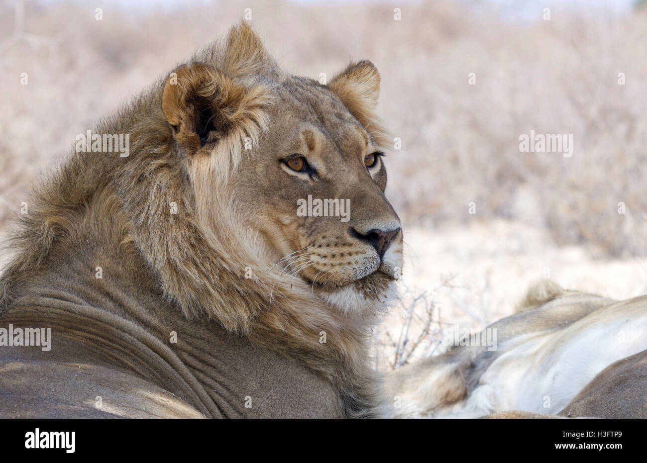 Lion male portrait hi-res stock photography and images - Alamy