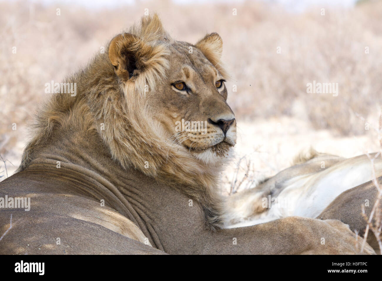 Lion hunting trophy hi-res stock photography and images - Alamy