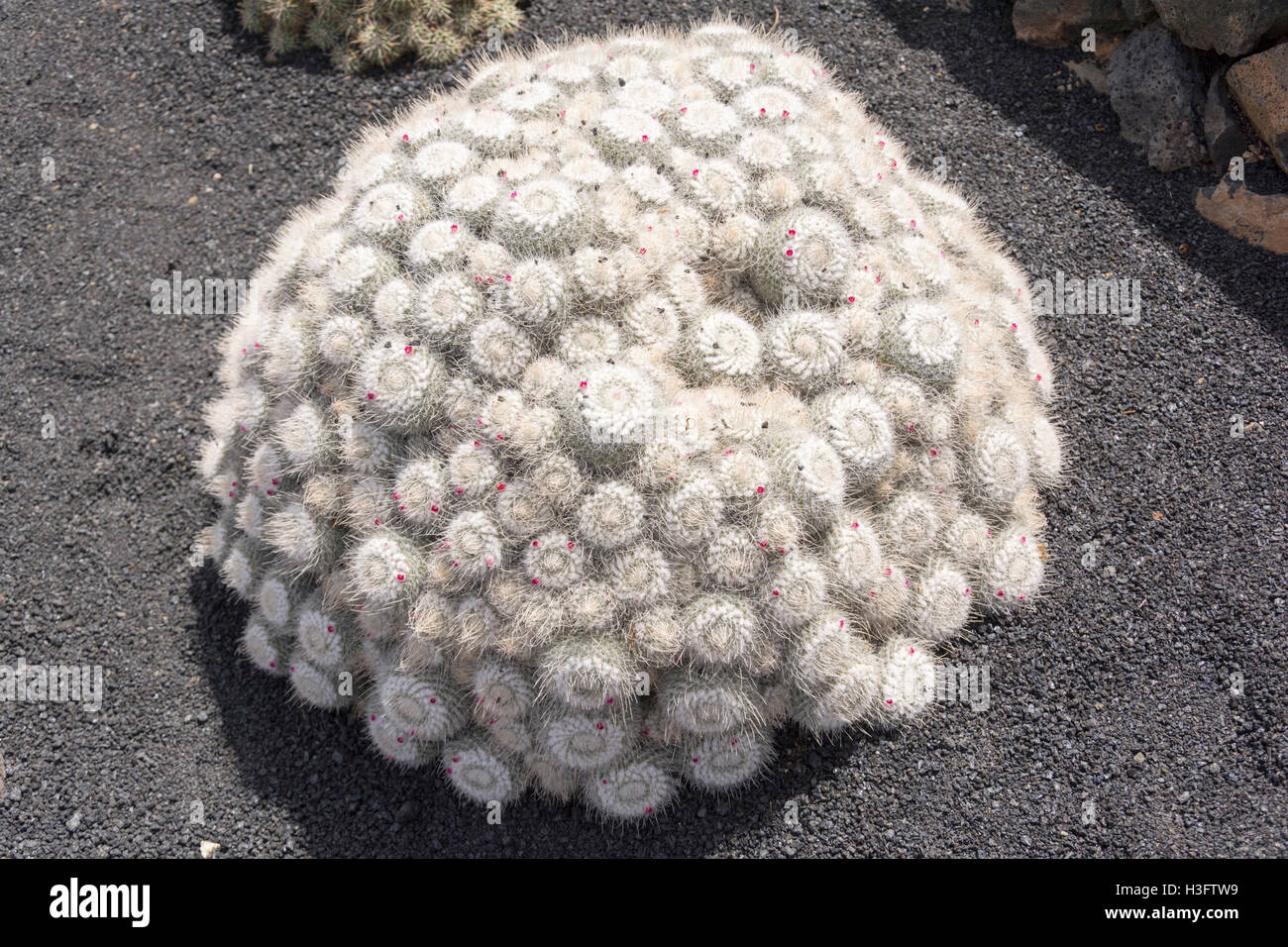 Cactus Plants - Arid Plants of the desert Stock Photo - Alamy