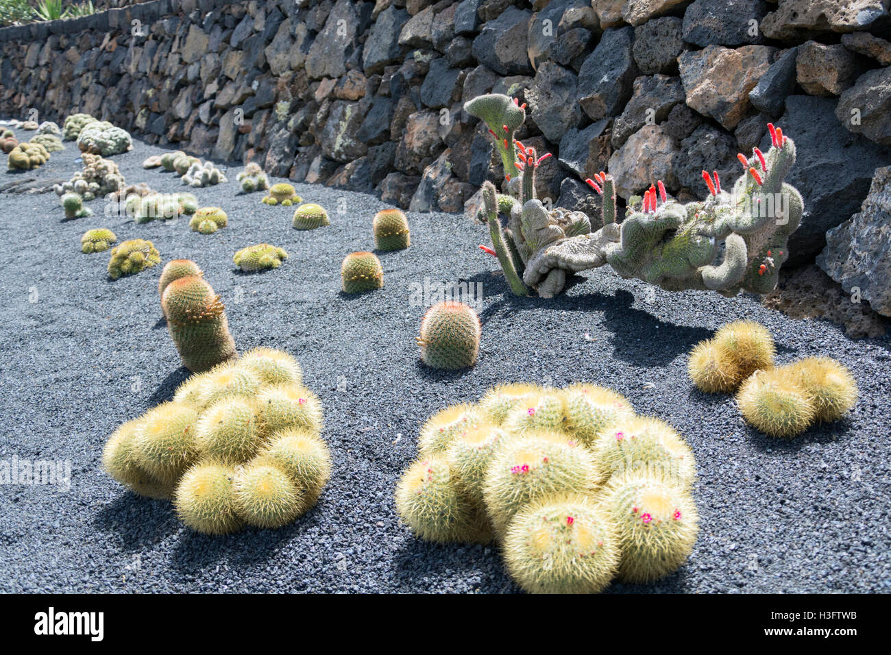 Cactus Plants - Arid Plants of the desert Stock Photo - Alamy