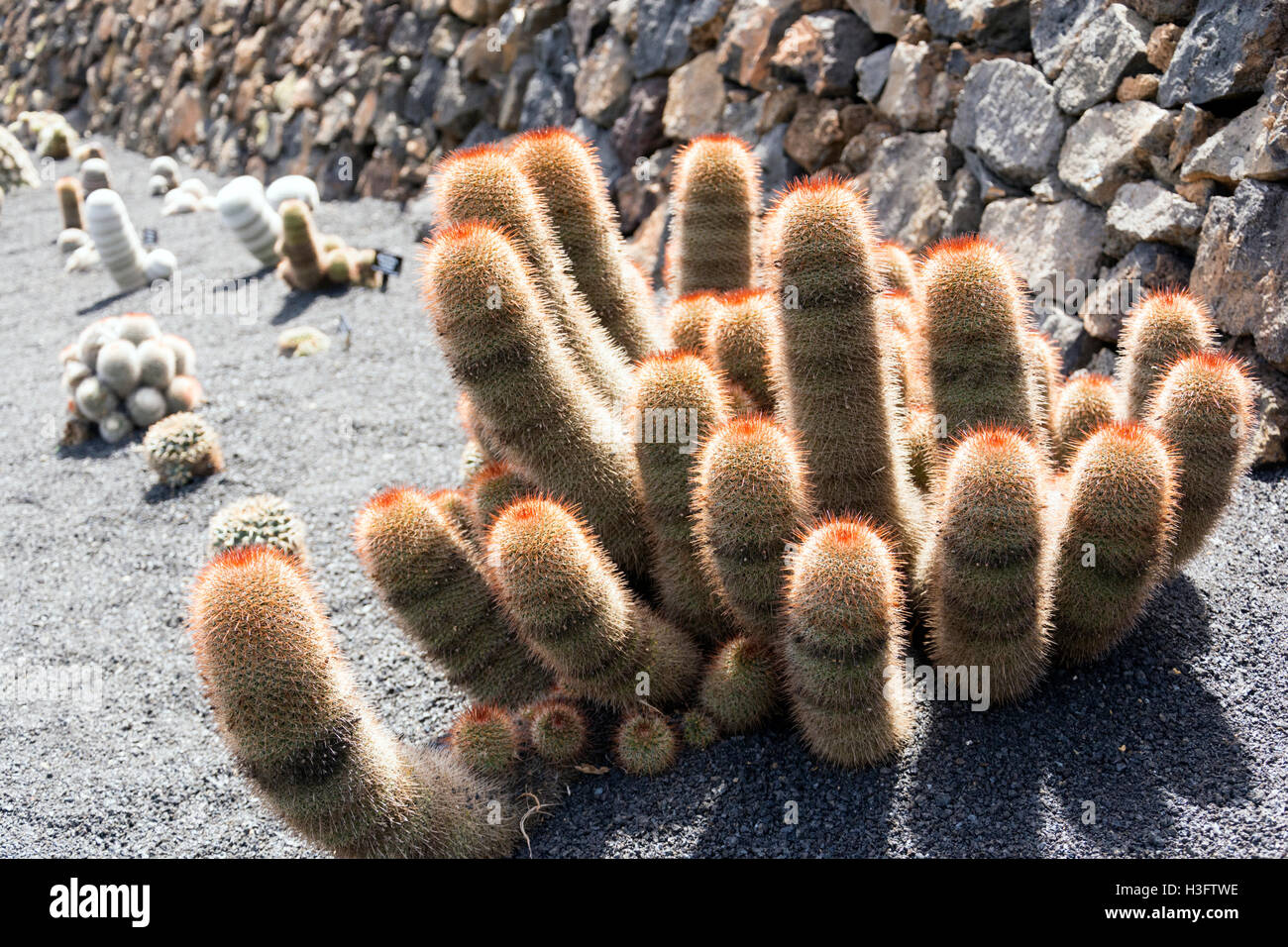 Cactus Plants - Arid Plants of the desert Stock Photo - Alamy