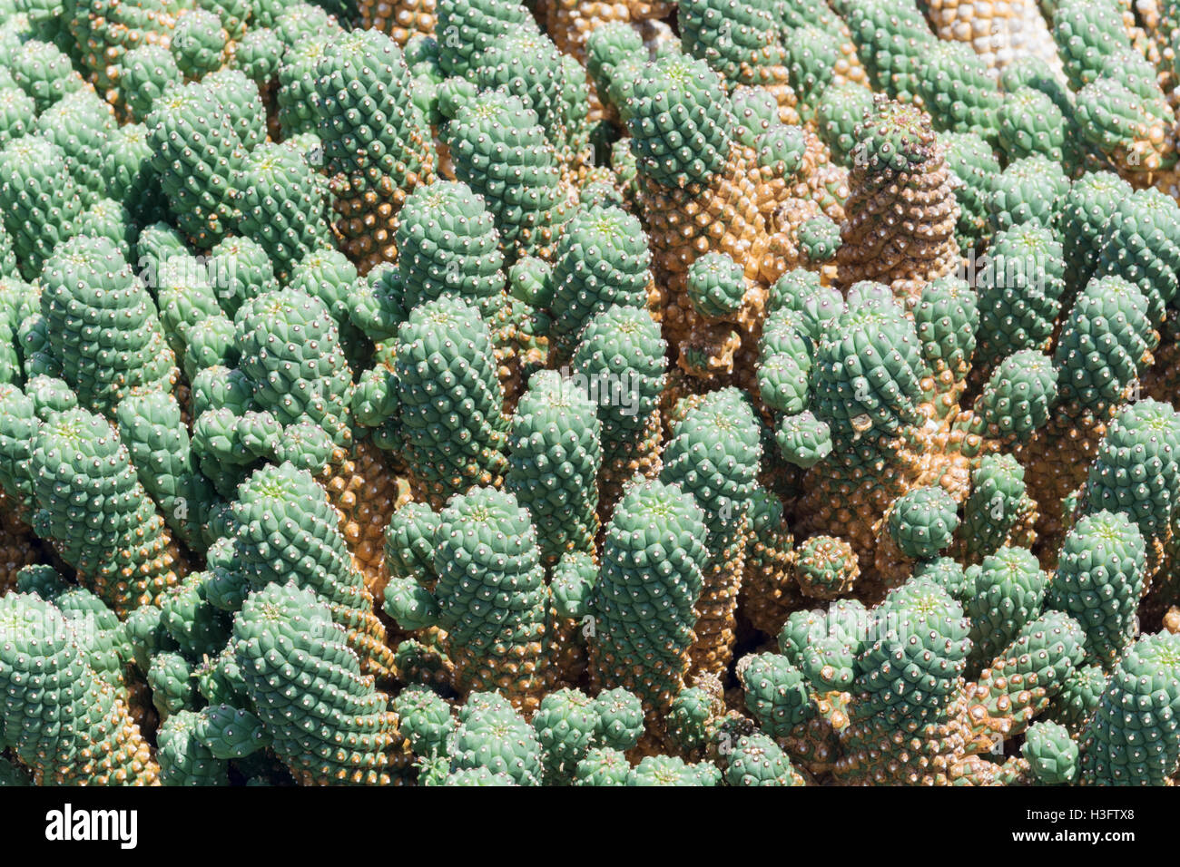 Cactus Plants - Arid Plants of the desert Stock Photo - Alamy