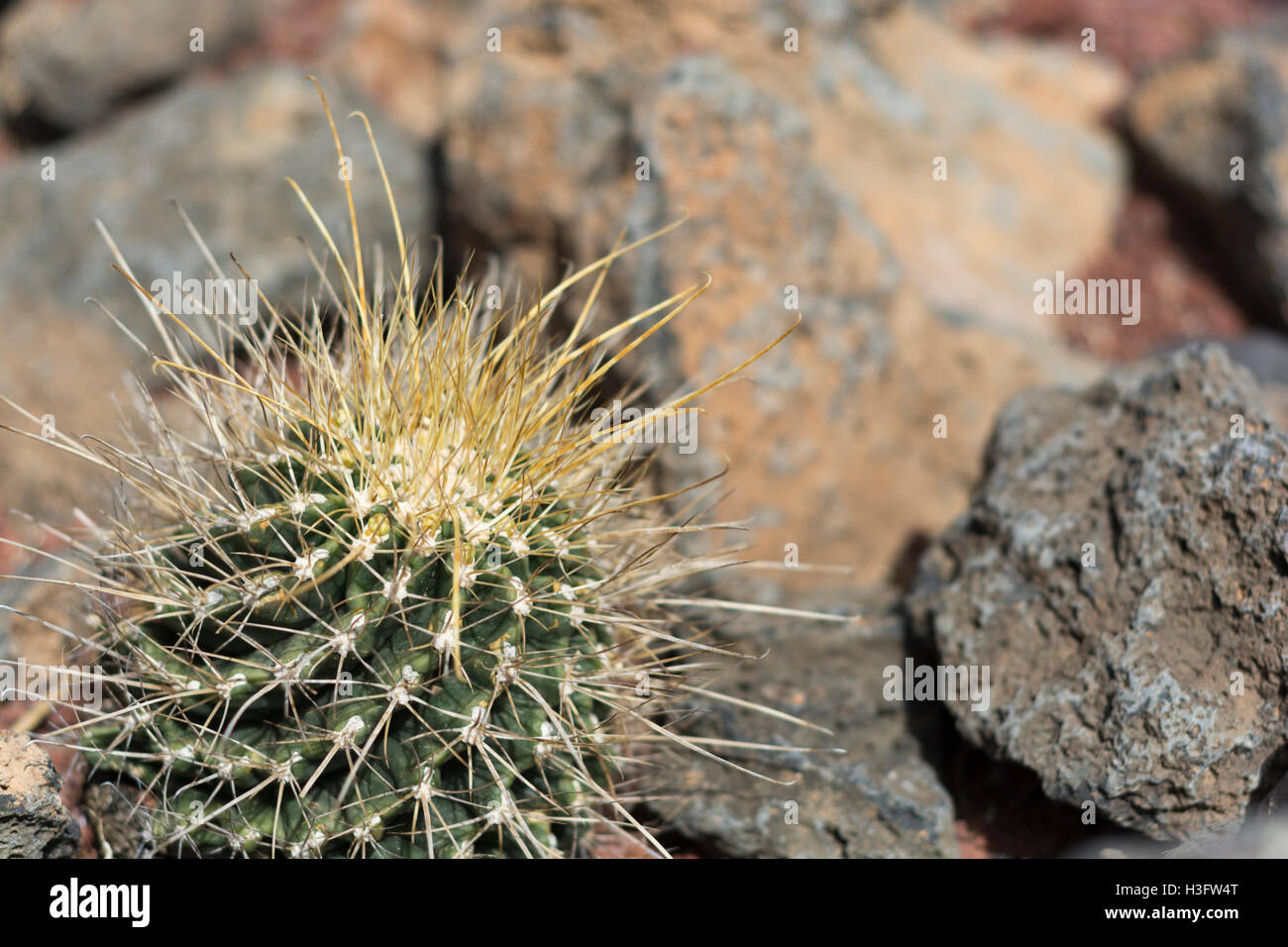 Cactus Plants - Arid Plants of the desert Stock Photo - Alamy