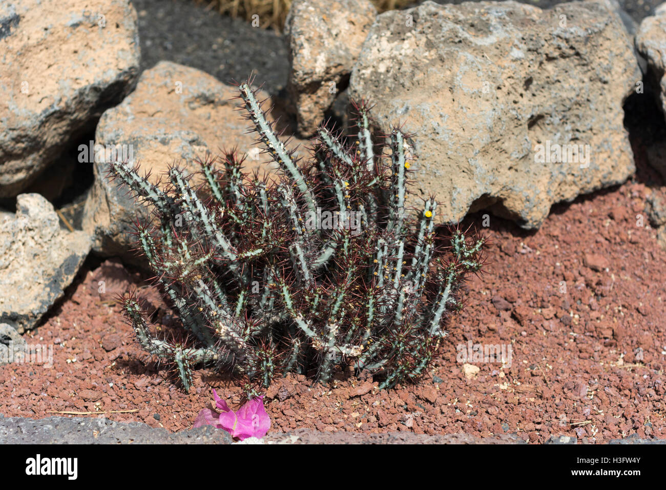 Cactus Plants - Arid Plants of the desert Stock Photo - Alamy
