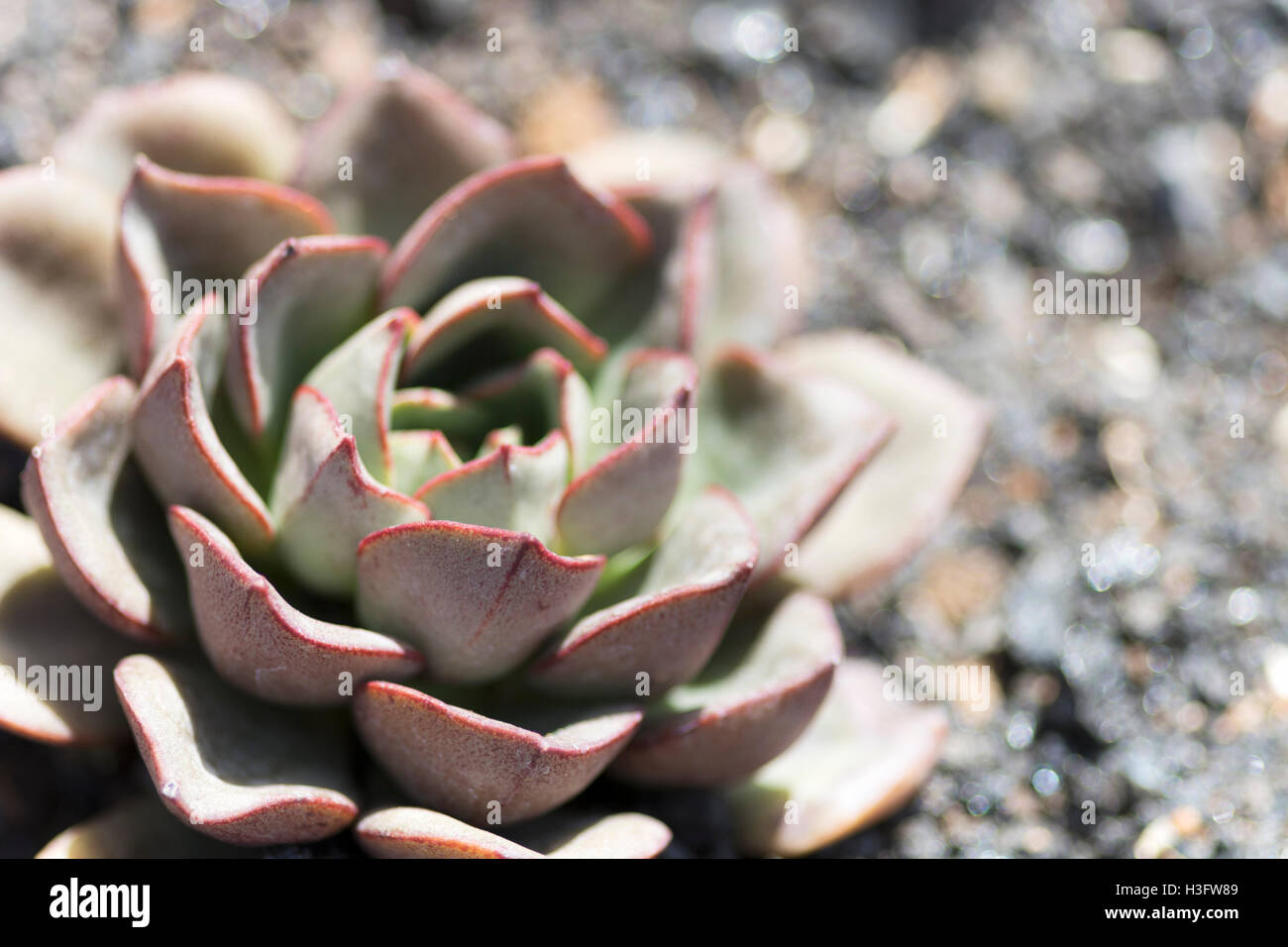 Cactus Plants - Arid Plants of the desert Stock Photo - Alamy