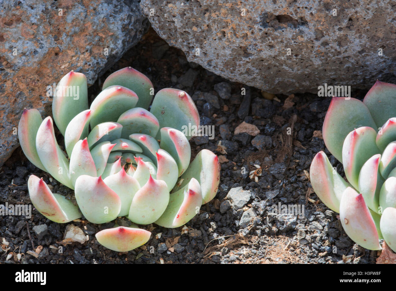 Cactus Plants - Arid Plants of the desert Stock Photo - Alamy