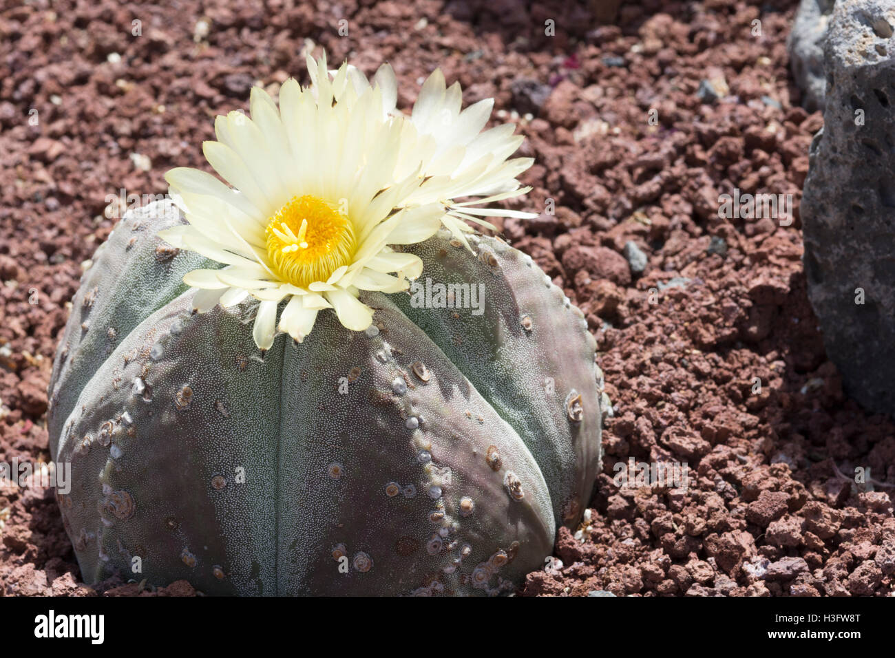 Cactus Plants - Arid Plants of the desert Stock Photo - Alamy