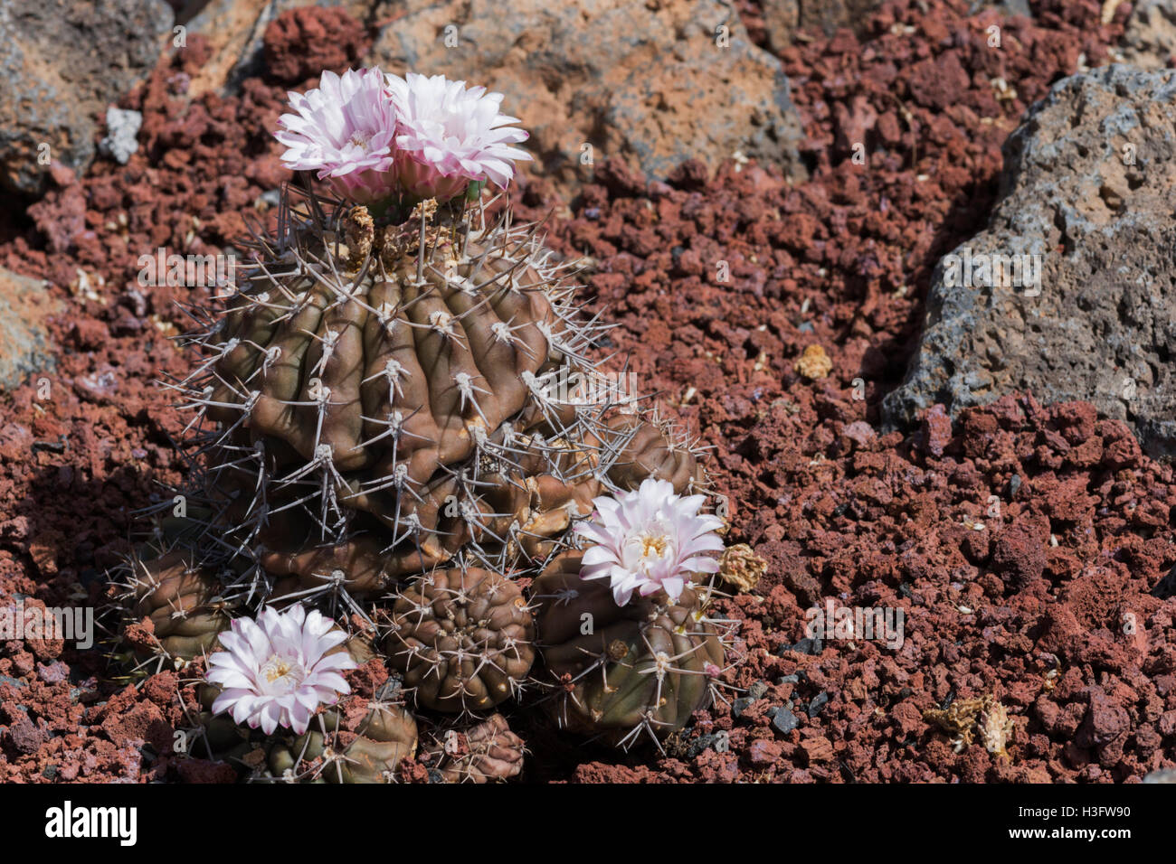 Cactus Plants - Arid Plants of the desert Stock Photo - Alamy