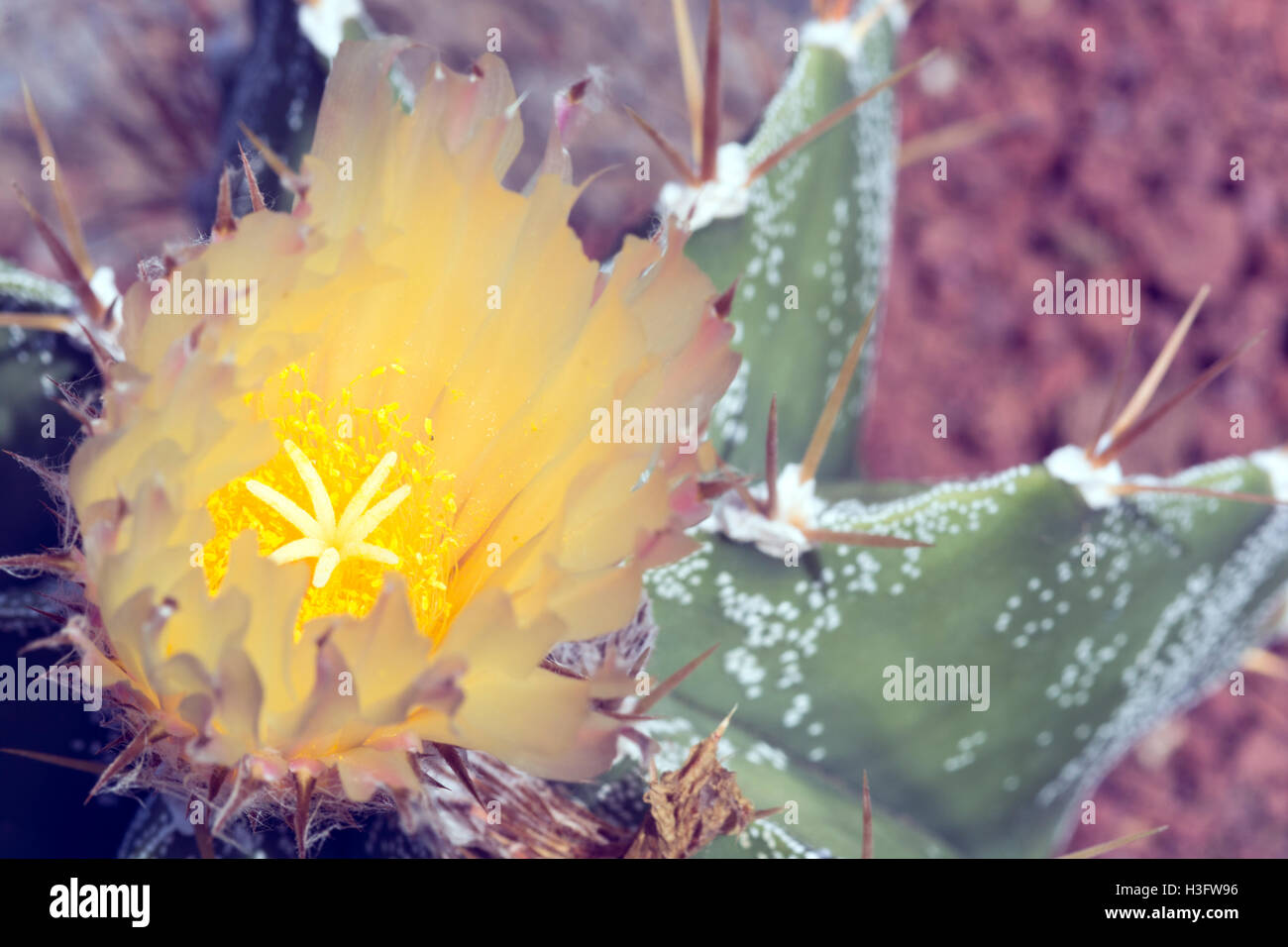 Suculentas cactaceae hi-res stock photography and images - Alamy