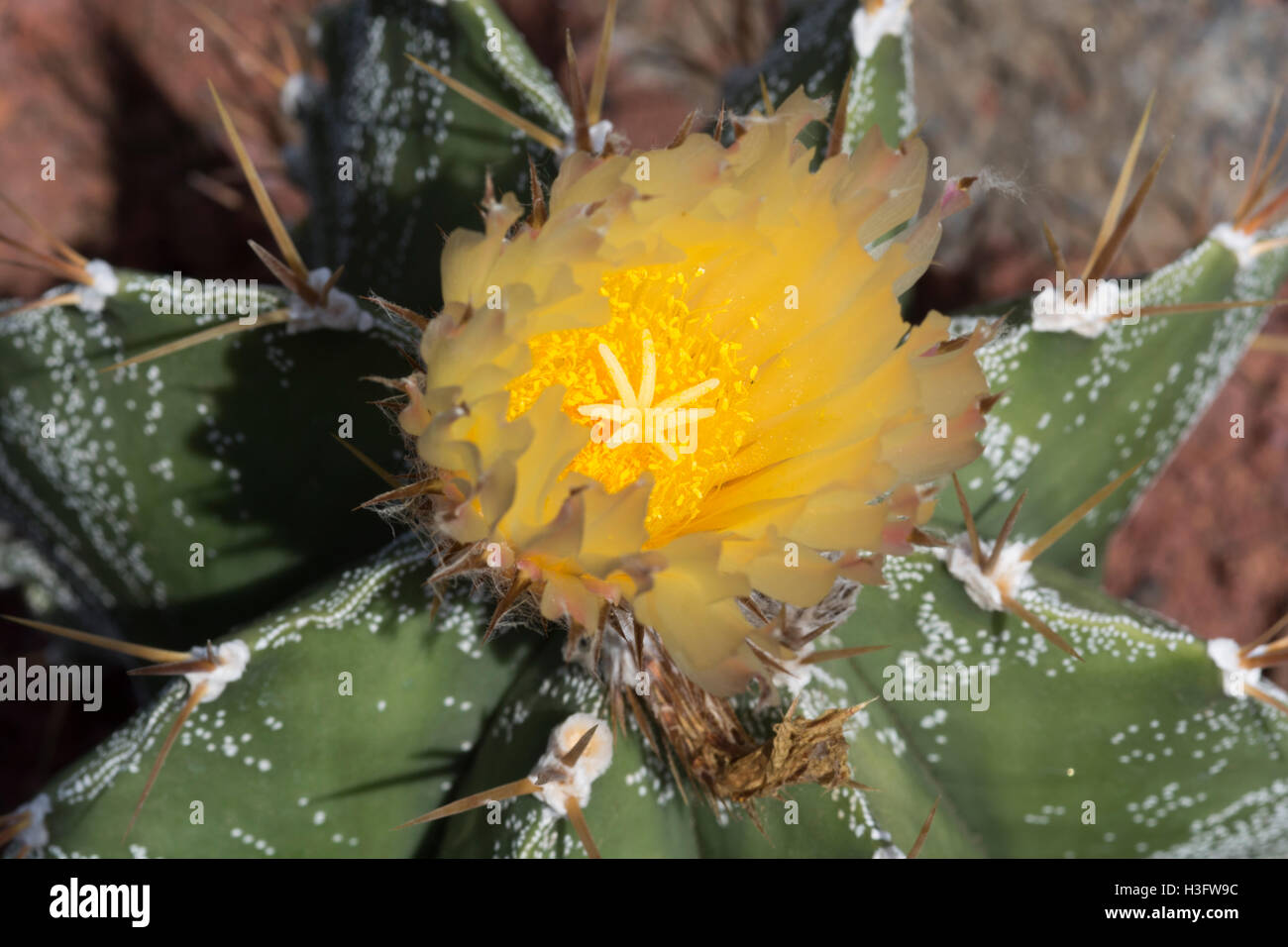 Cactus Plants - Arid Plants of the desert Stock Photo - Alamy