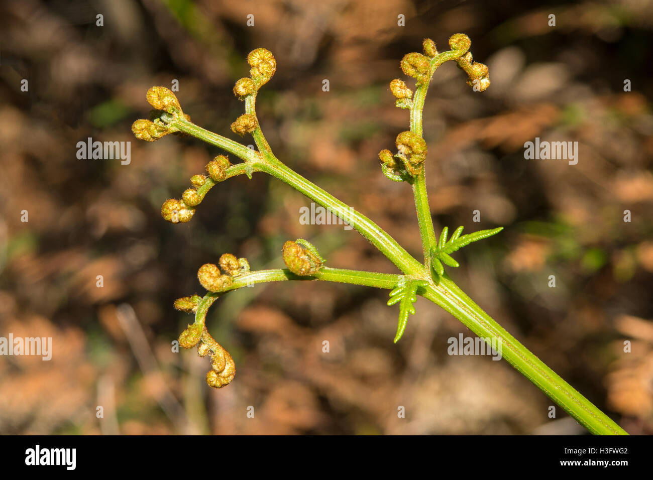 Pteridium esculentum, Austral Bracken in Kinglake NP, Victoria ...