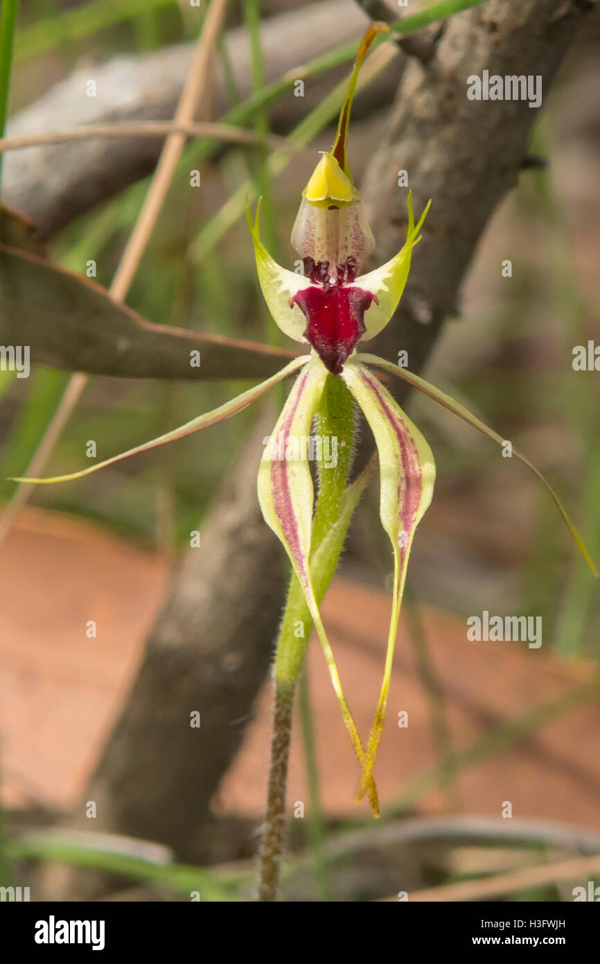 Caladenia parva, Small Spider Orchid at Baluk Willam Flora Reserve ...