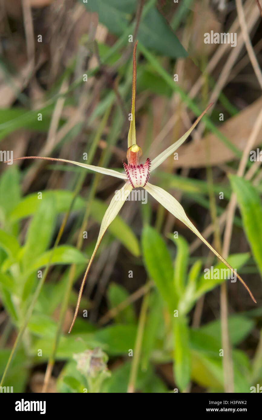 Caladenia sp hi-res stock photography and images - Alamy