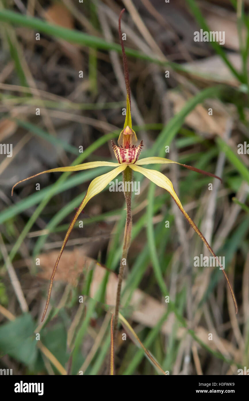 Caladenia fulva, Tawny Spider Orchid at Baluk Willam Flora Reserve ...