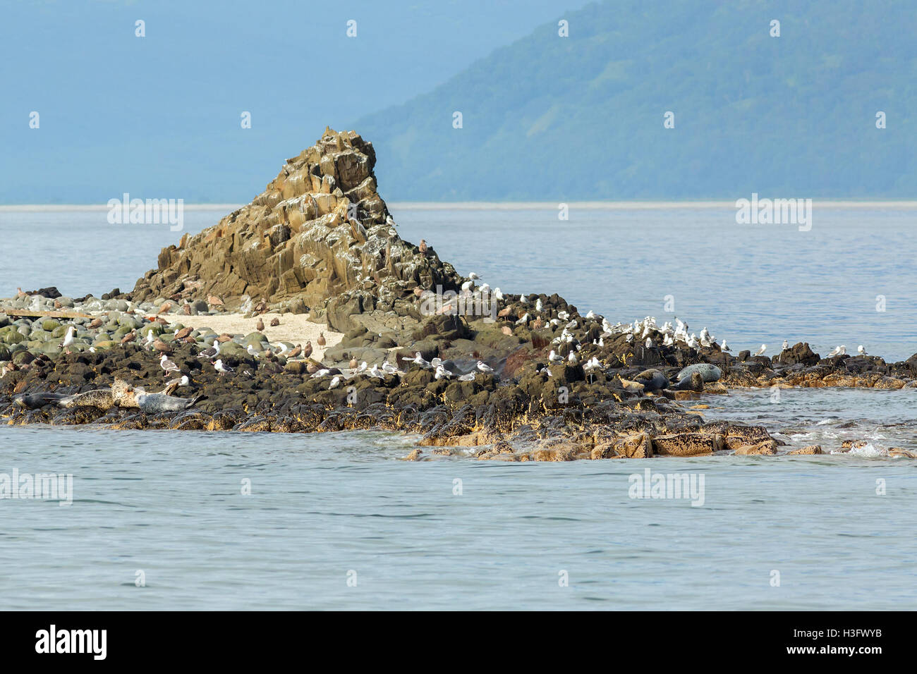 Pusa is a genus of earless seals Stock Photo - Alamy