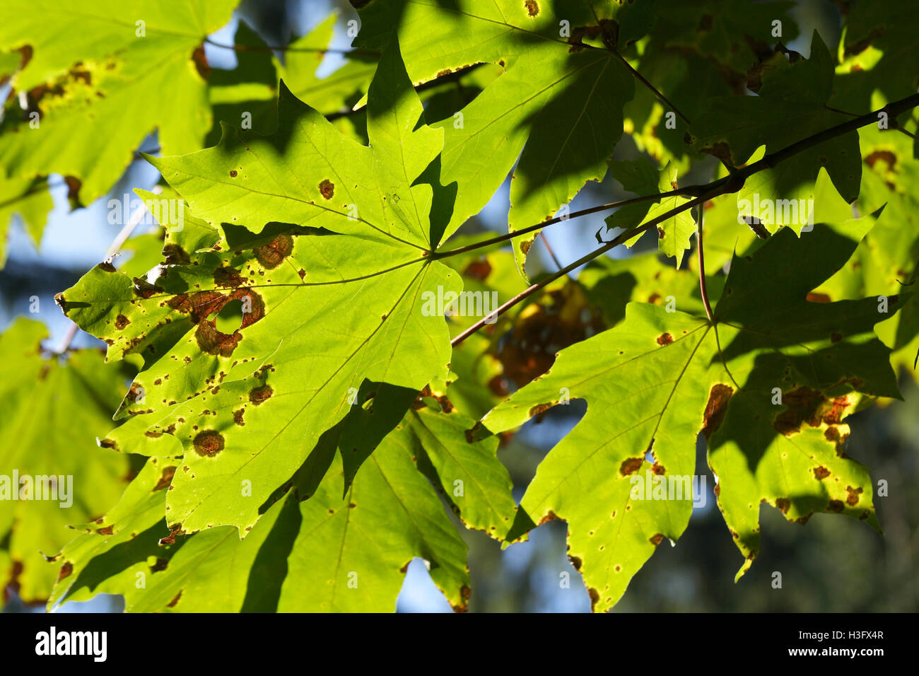 Leaves on a tree at the beginning of Fall Stock Photo - Alamy