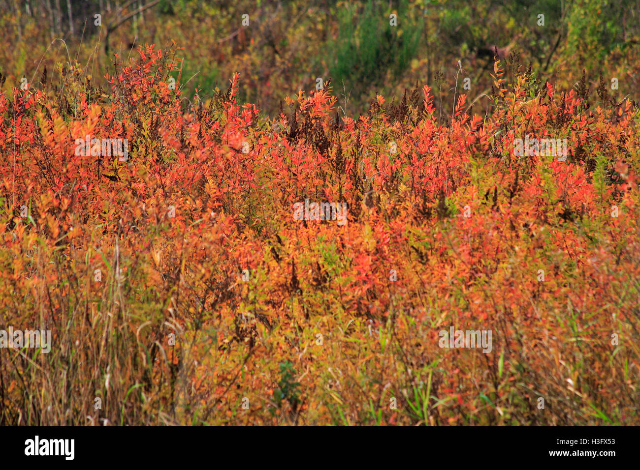 Vibrant field colorful grasses hi-res stock photography and images - Alamy