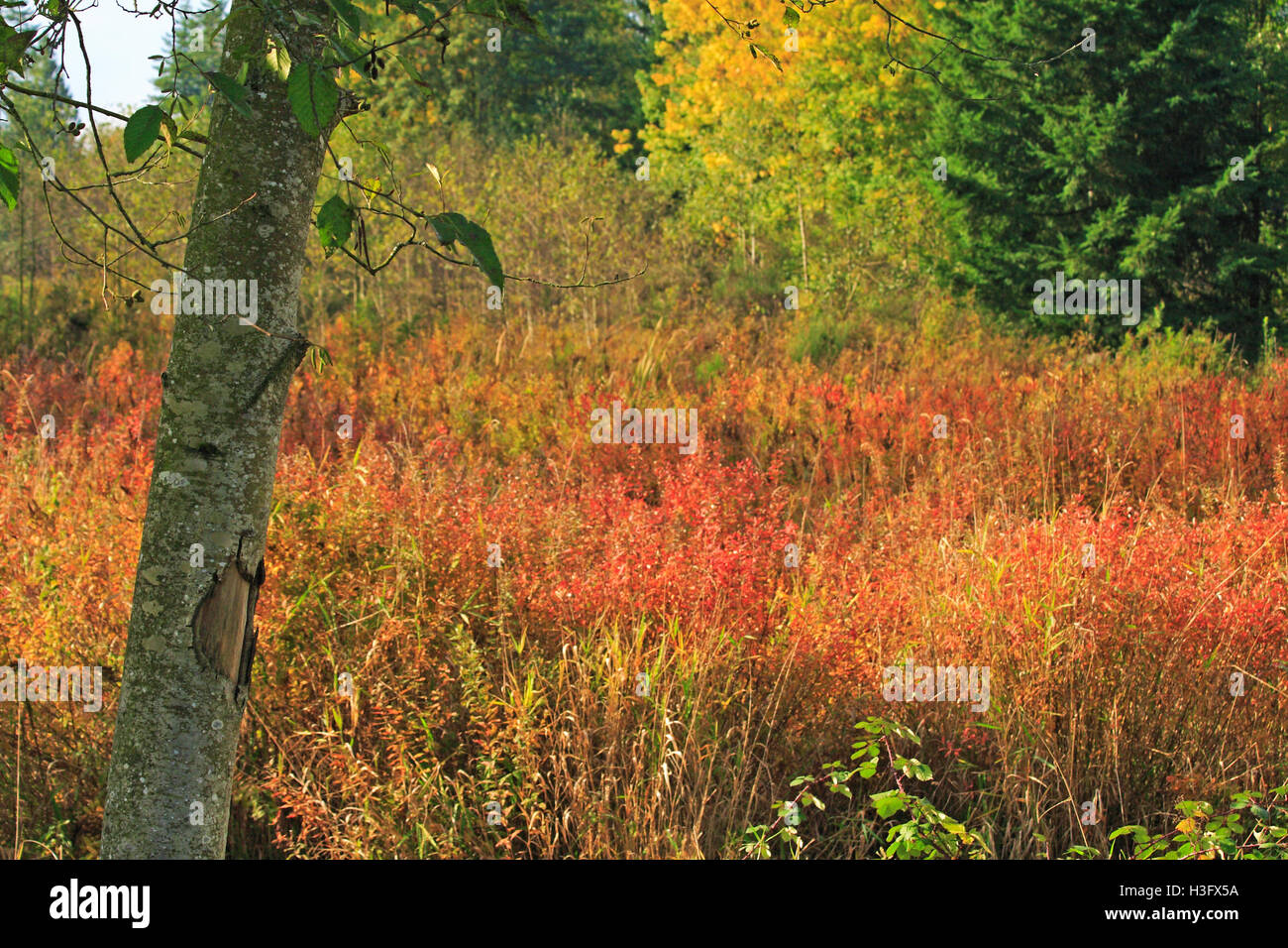 A colorful Autumn scene in the woods with a Birch tree Stock Photo - Alamy