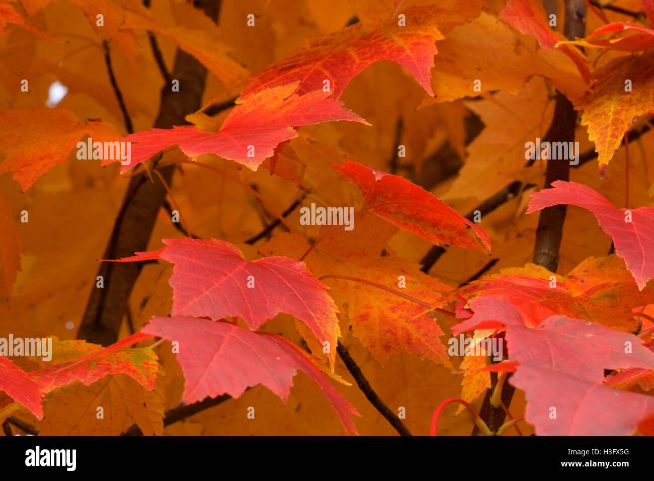 Fall autumn tree hi-res stock photography and images - Alamy