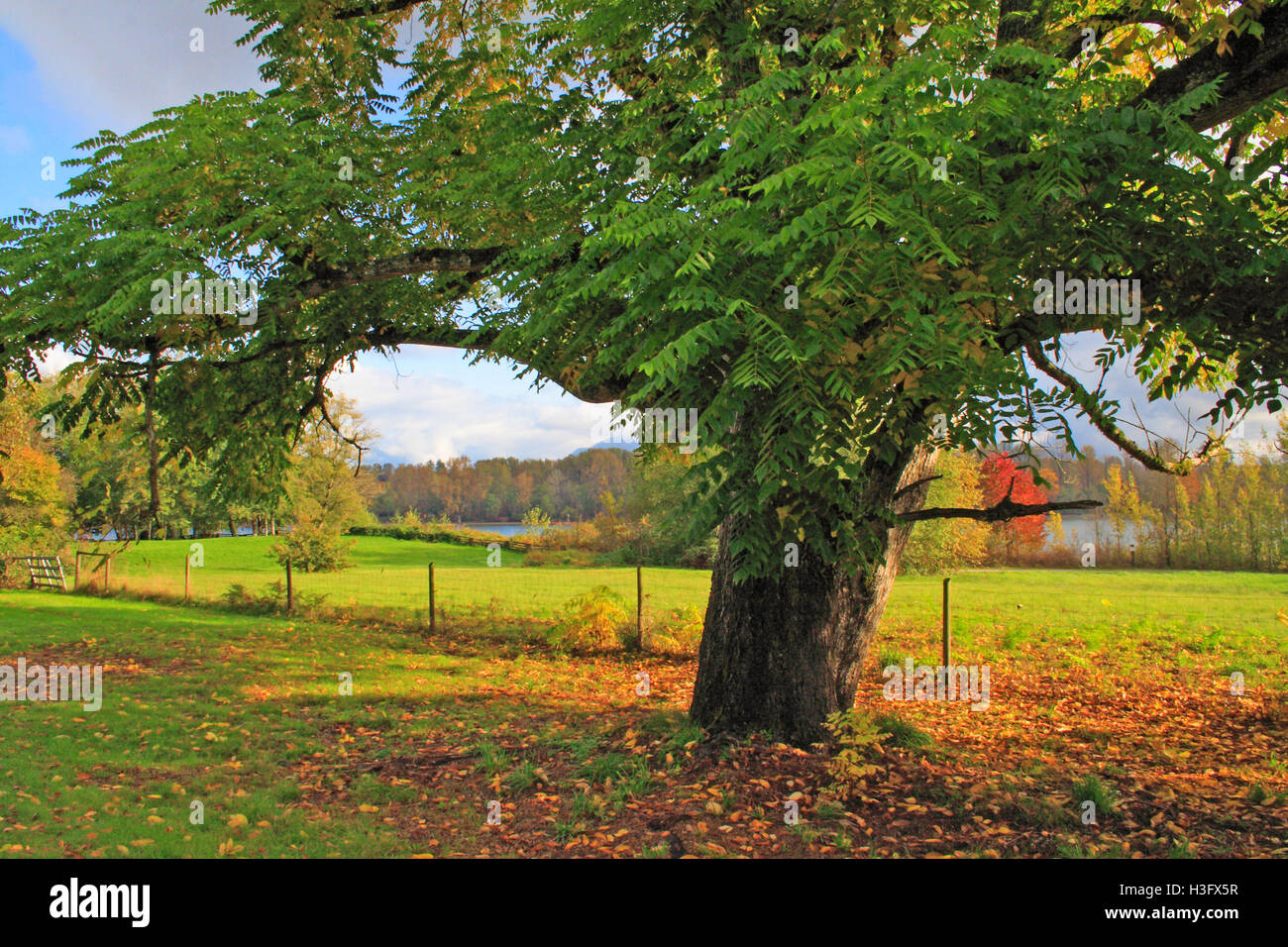 An oak tree sitting along a pasture fence with a river in the ...