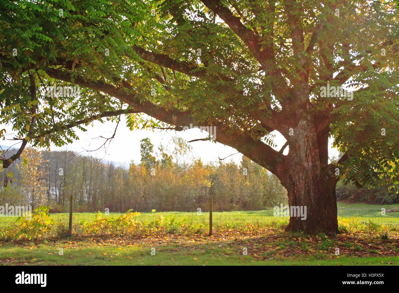 An oak tree at the start of Autumn seen among sun beams and a pasture ...