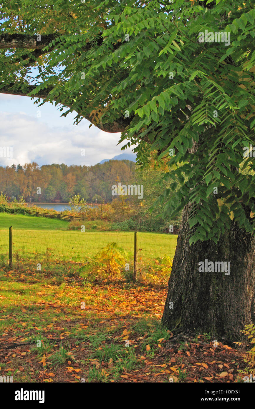 An Oak tree British Columnbia, Canada, with orange leaves at its base ...