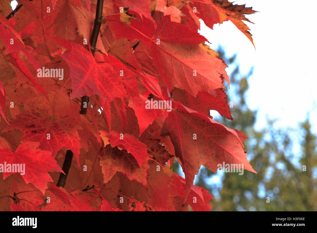 Red maple leaves on a maple tree Stock Photo - Alamy