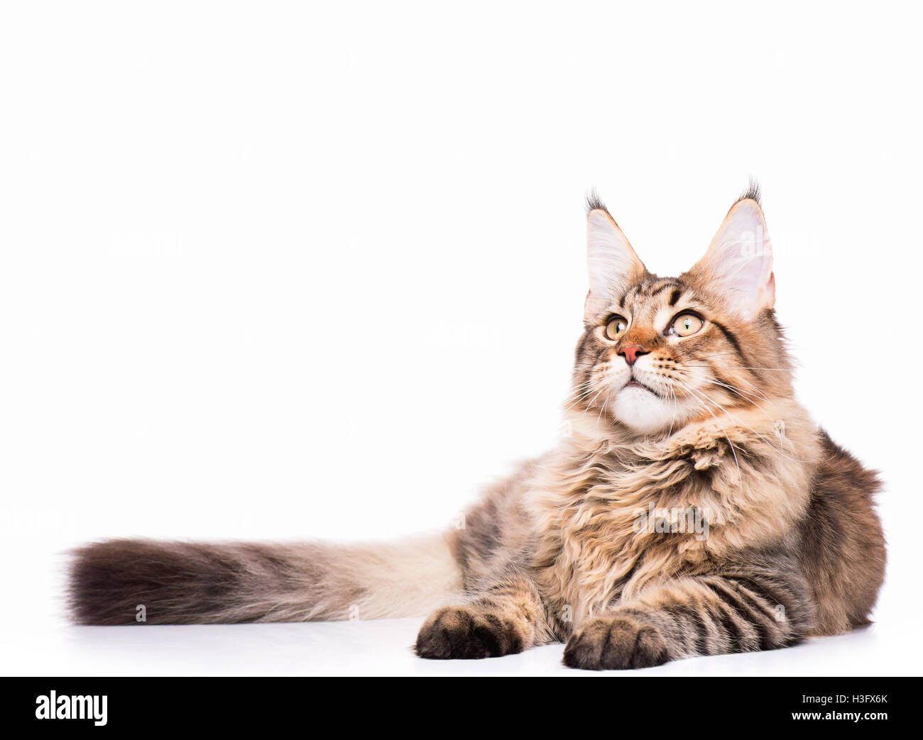Maine Coon kitten Stock Photo - Alamy