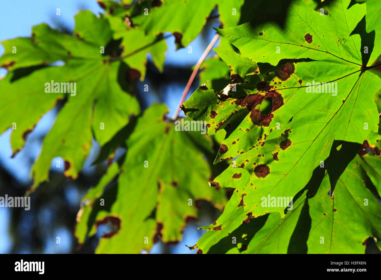 Closeup of rusty green leaves hanging on a branch at the start of ...