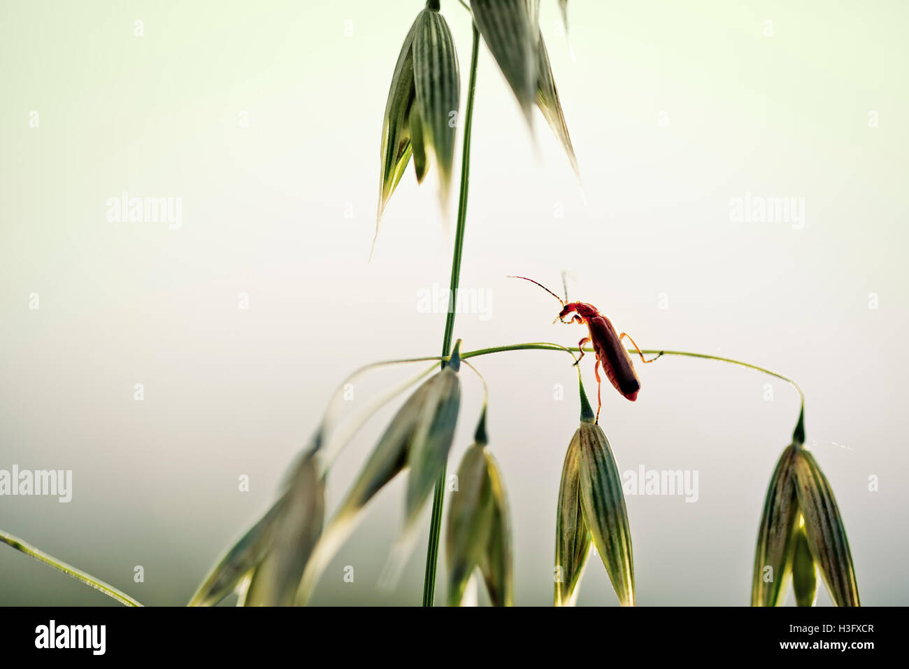 Coose Up of Oat plants on the acre in early Summer Stock Photo - Alamy