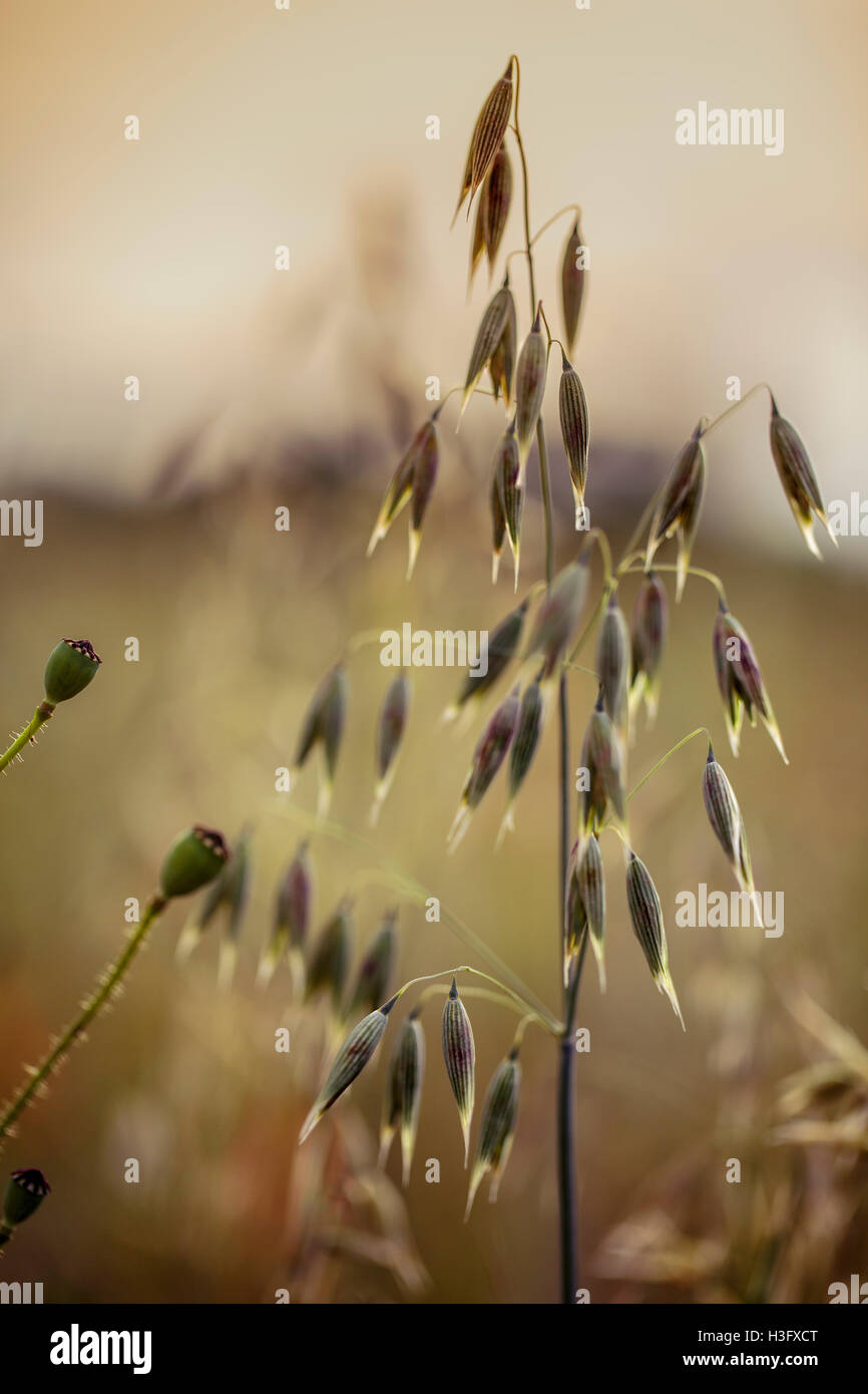Coose Up of Oat plants on the acre in early Summer Stock Photo - Alamy